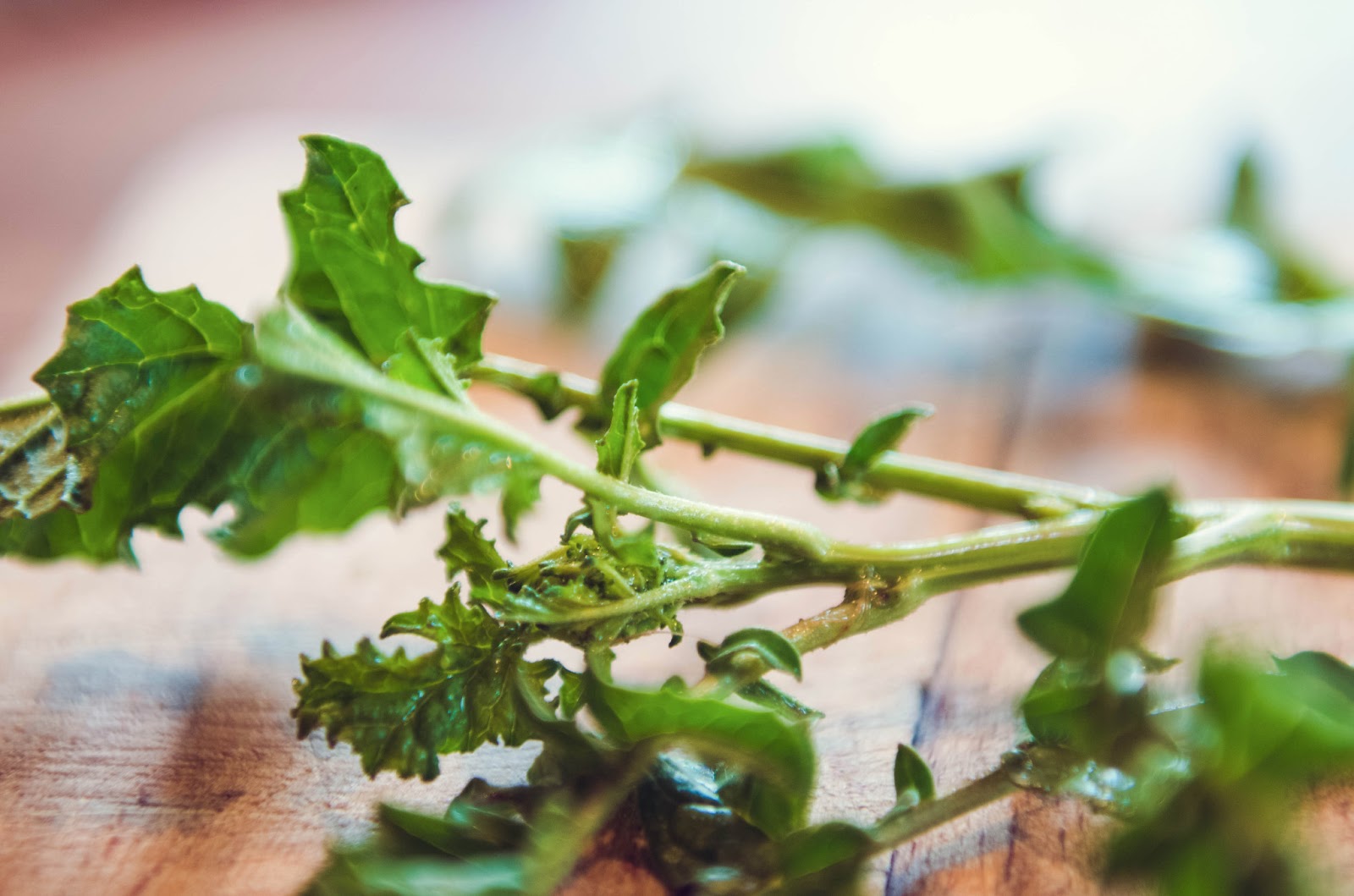Identifying & Eating Wild Greens