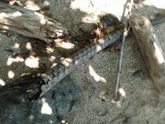 Wandering Turista: Fish Interaction, Barangay Calag-Itan