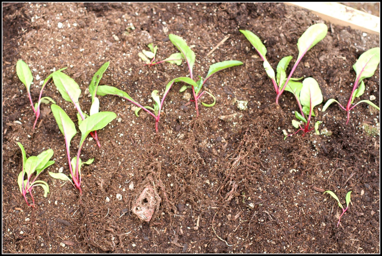 Desperate Gardener: July 2011