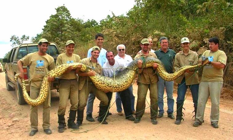 10 Ular Terbesar di Dunia yang Pernah Ditemukan | Harian10