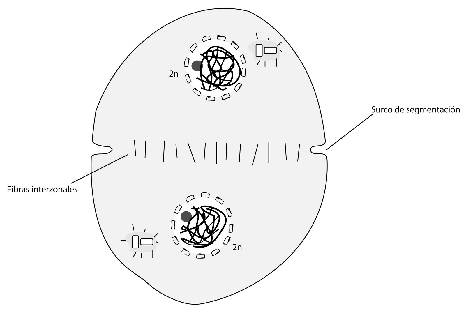 el moderno prometeo: Breve introducción a la división celular: mitosis ...