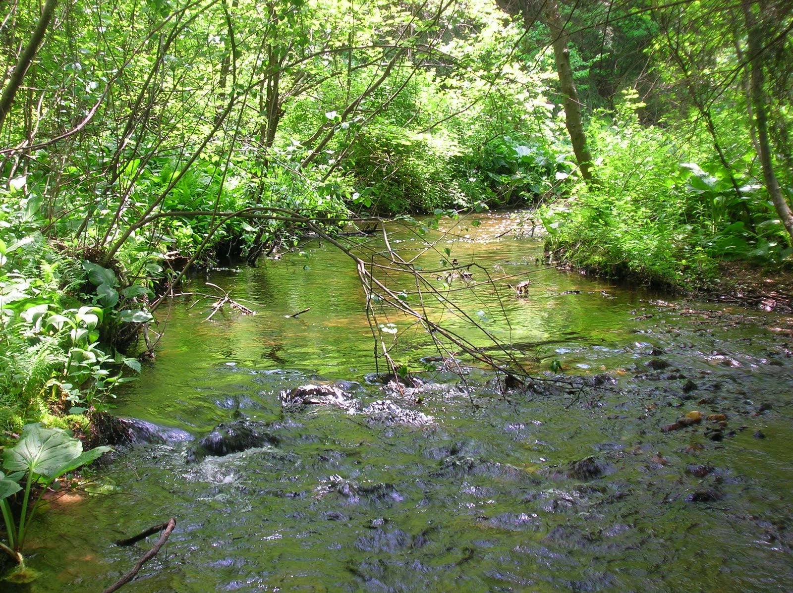 Small Stream Reflections: May 2011
