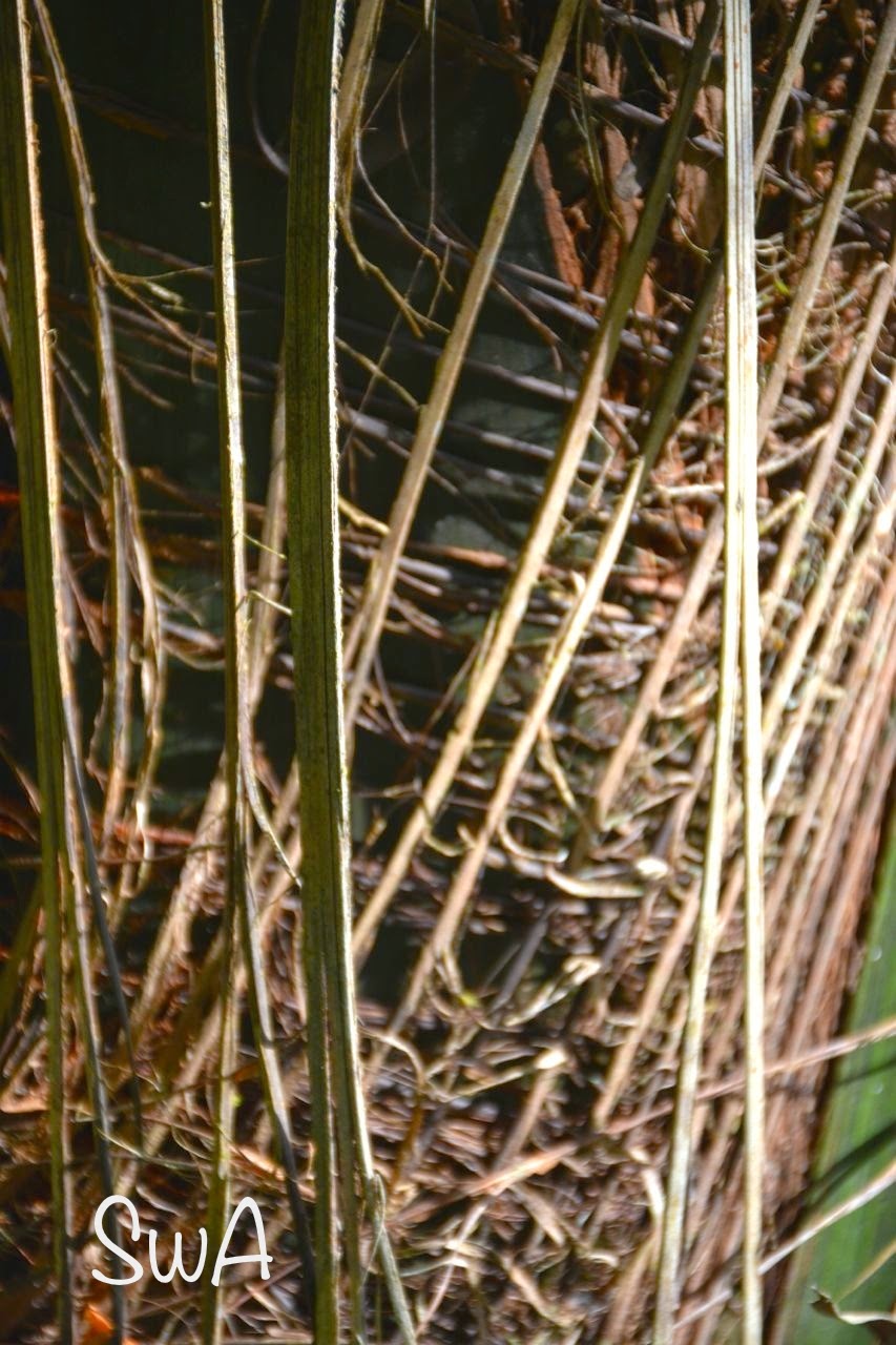 Tropical Biodiversity - Santarém - Pará - Brasil: Trunk of young bacaba ...