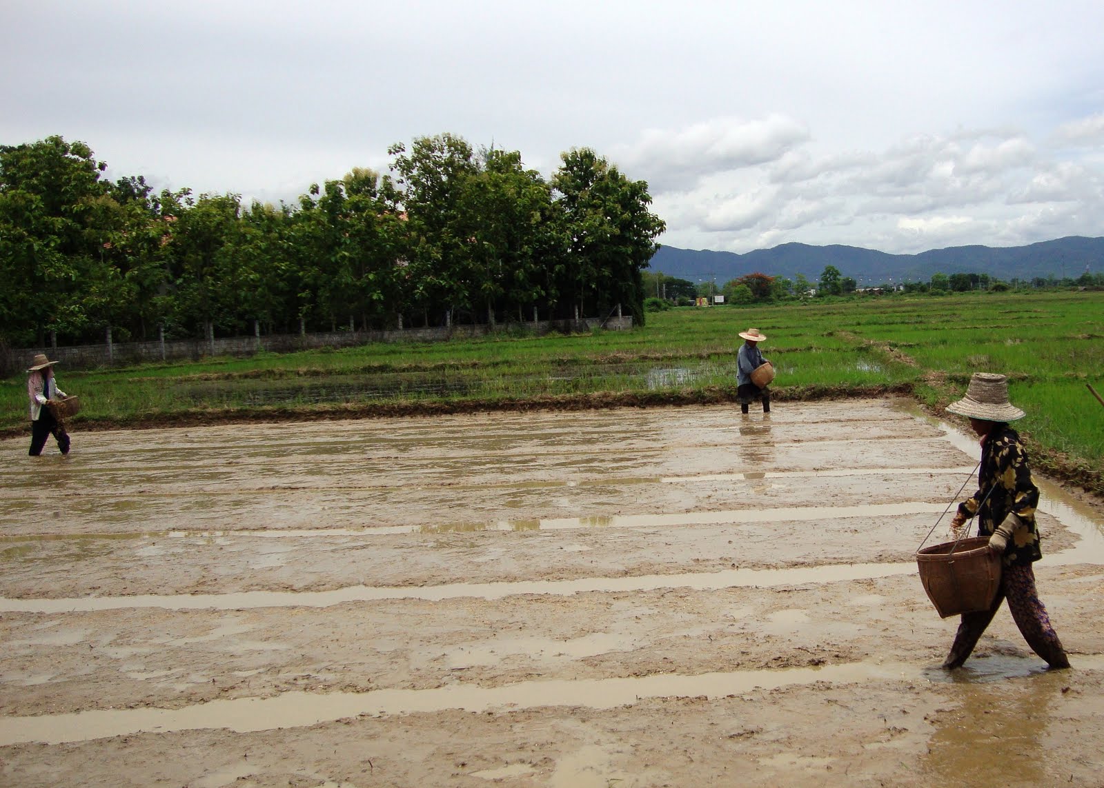 "My Journey - For His Glory": Foto Friday ~ Sowing Rice Seed