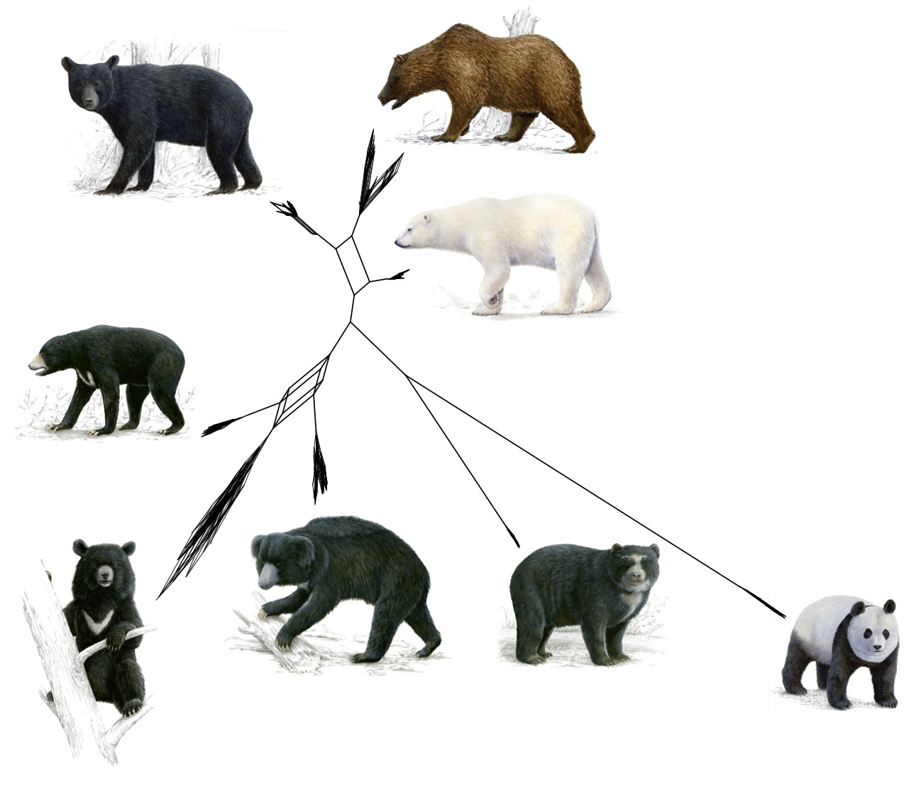 LA CIENCIA DE LA VIDA: Somos osos