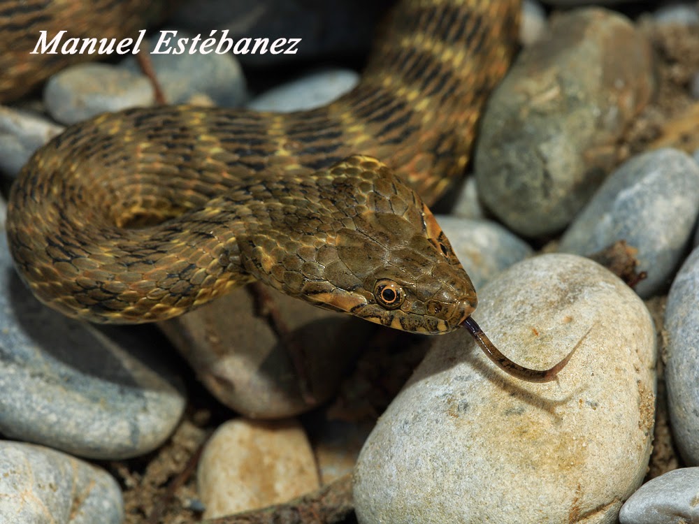 Miradas Cantábricas: Culebra viperina o culebra de agua (Natrix maura)