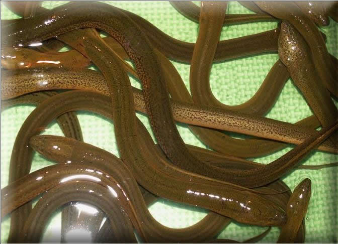 Bangladesh Development Studies: Freshwater Fish of Bangladesh