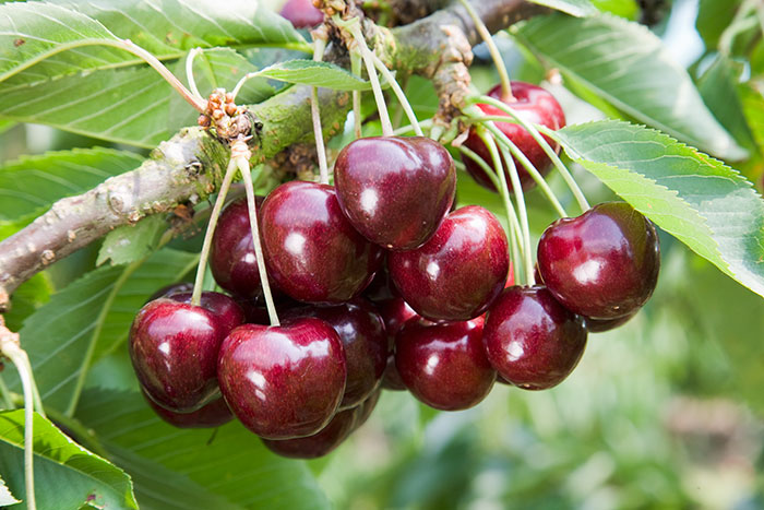 Cereja Doce - Cerejeira - Cherry Prunus Avium