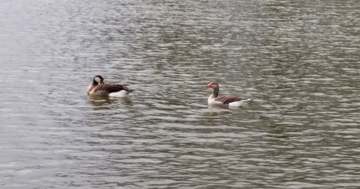 Rosa Rubicondior: Evolution of a Strange Pair of Geese