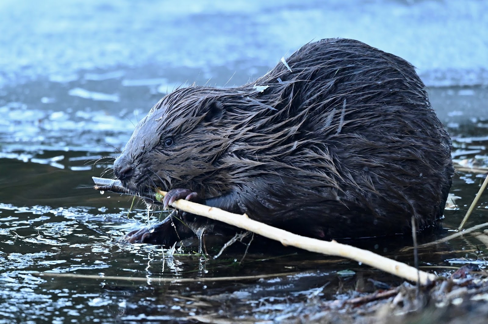 Naturfoto Einar Hugnes: Bever i vinterlige omgivelser ved Kobberdammen