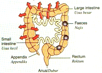 Penyerapan Semula Air dan Penyahtinjaan