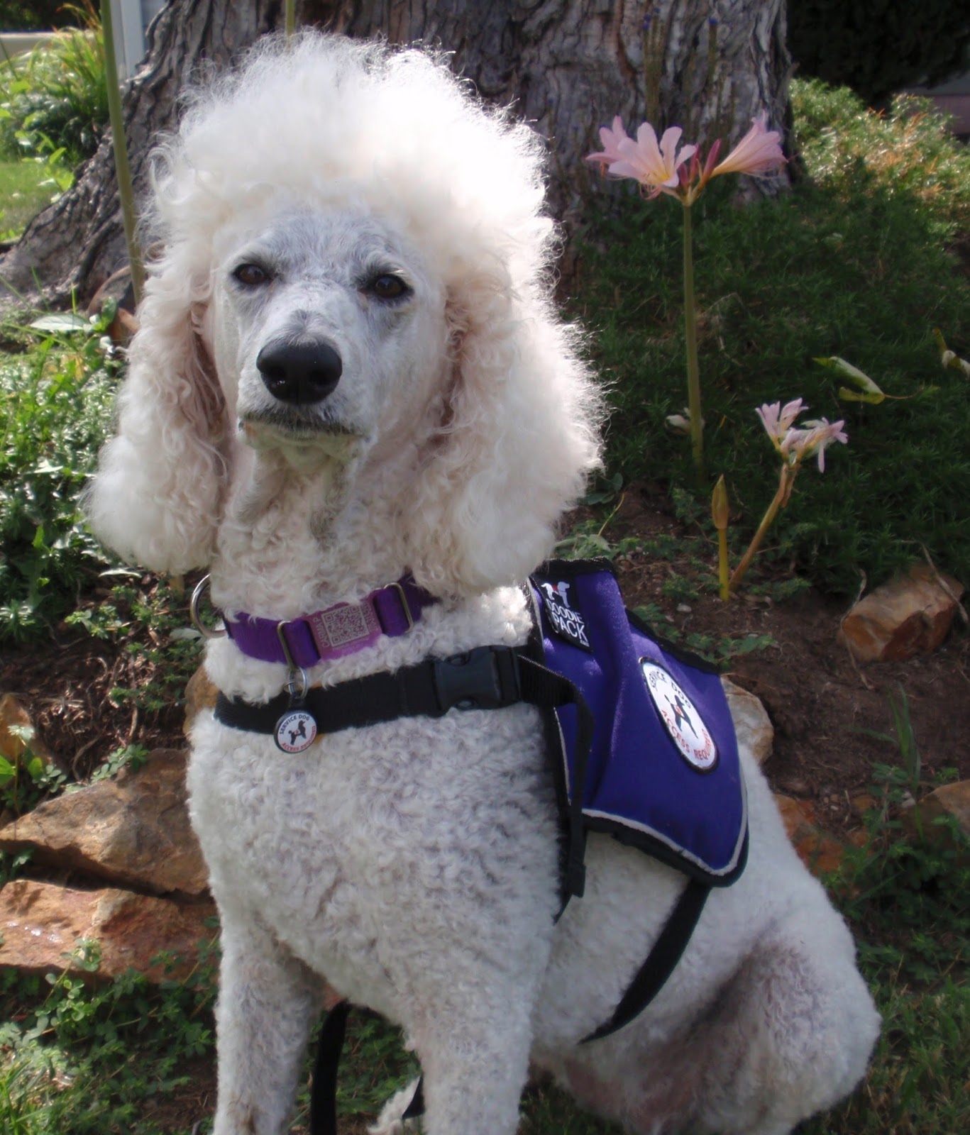 Carma Poodale : International Service Dog Week!