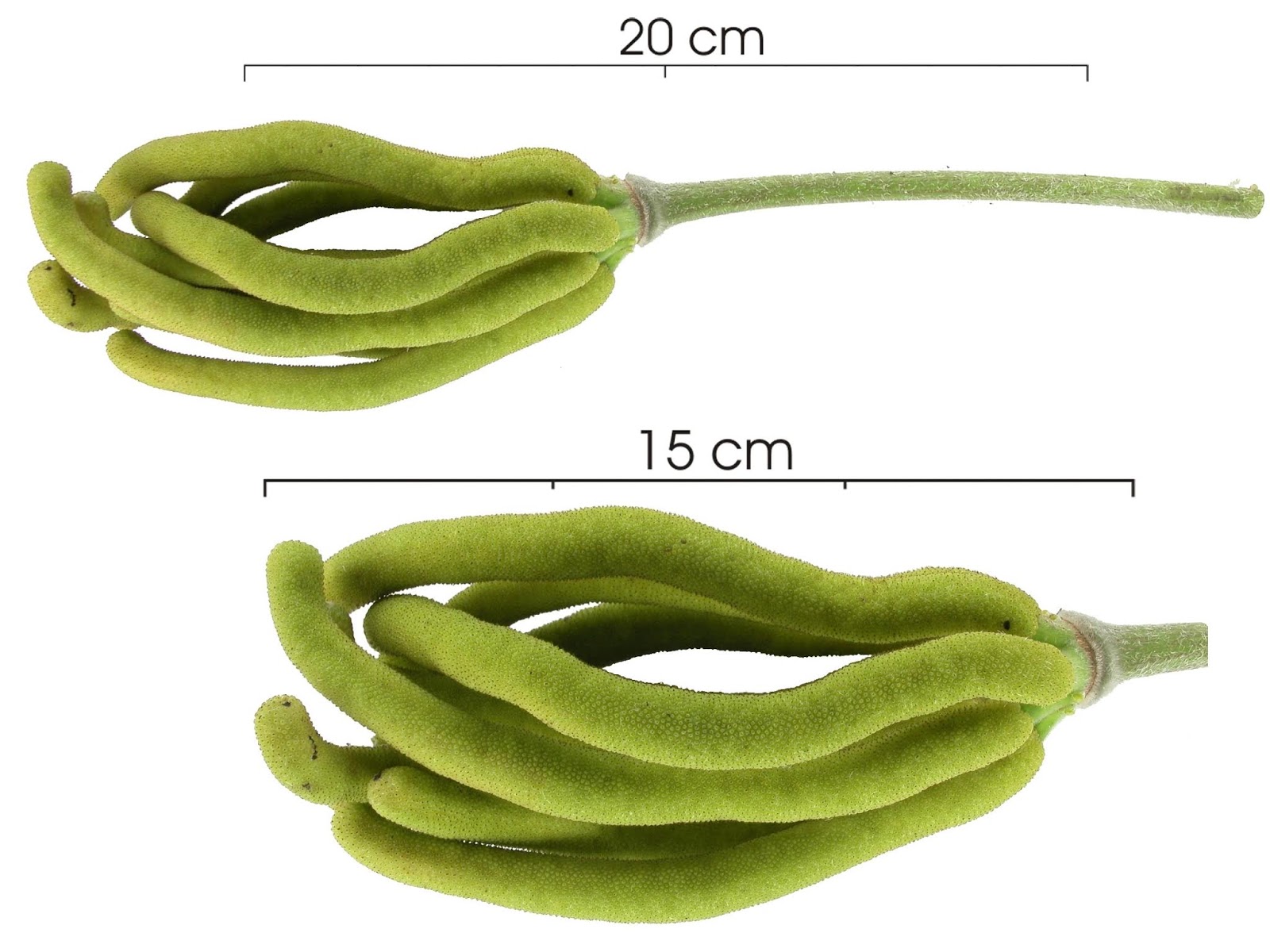 Seattle Garden & Fruit Adventures: I want this gummy worm fruit ...