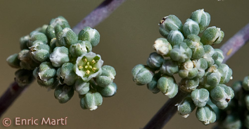 Caryophyllaceae: Corrigiola telephiifolia - Flores Silvestres del ...