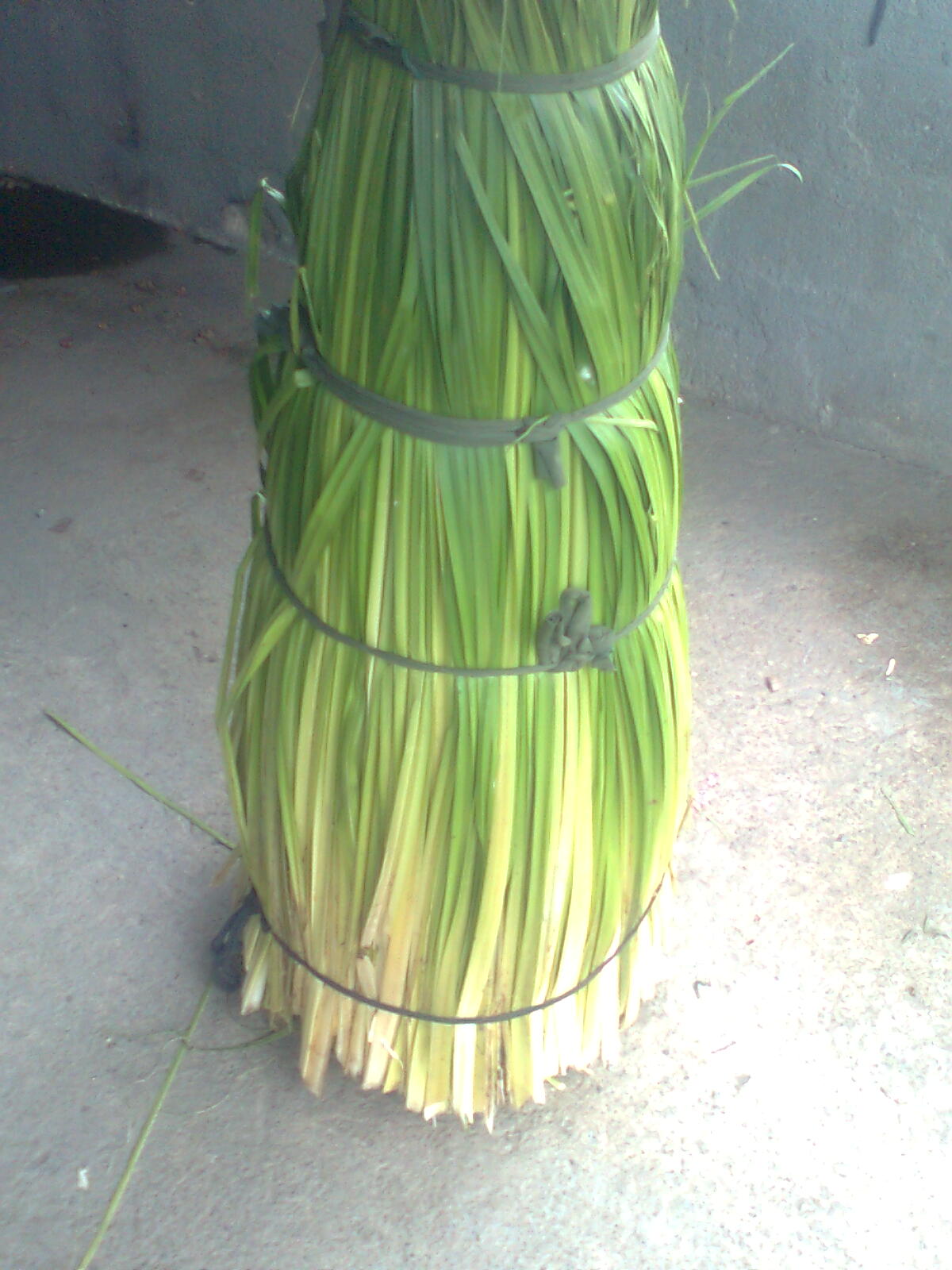 Prof Jorge Entrep: Real Business Ideas In Our Real Bike Ride to Real Quezon