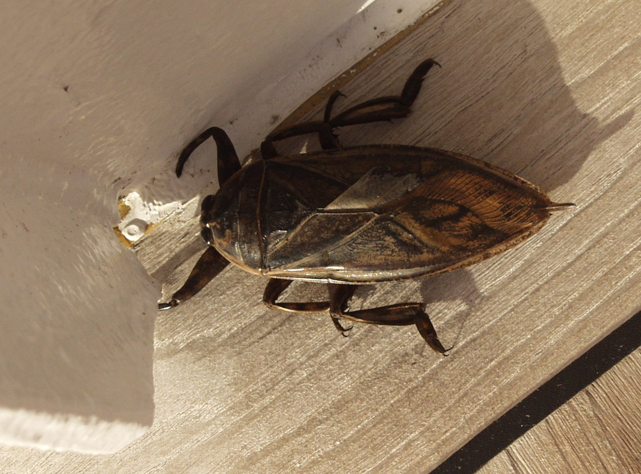 Water Scorpion - Insects Morphology