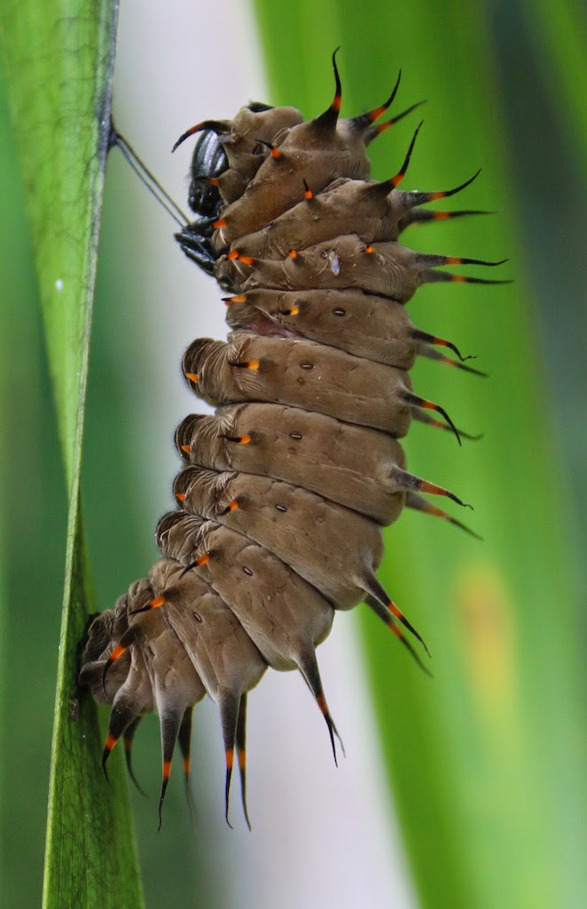 News from Coquette Point