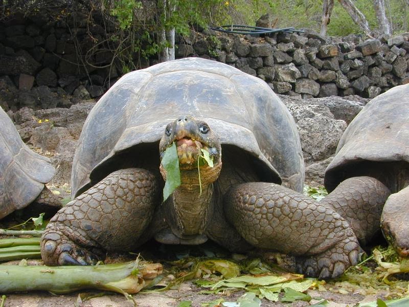 Rules of the Jungle: Breeding and Taking Care of the Land Tortoise