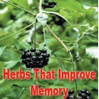 Health Education: Herbs To Improve Your Memory