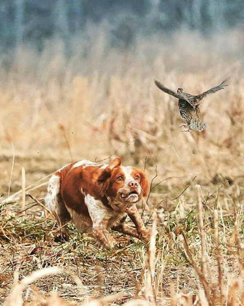 Son Perros Bretones Tiernos