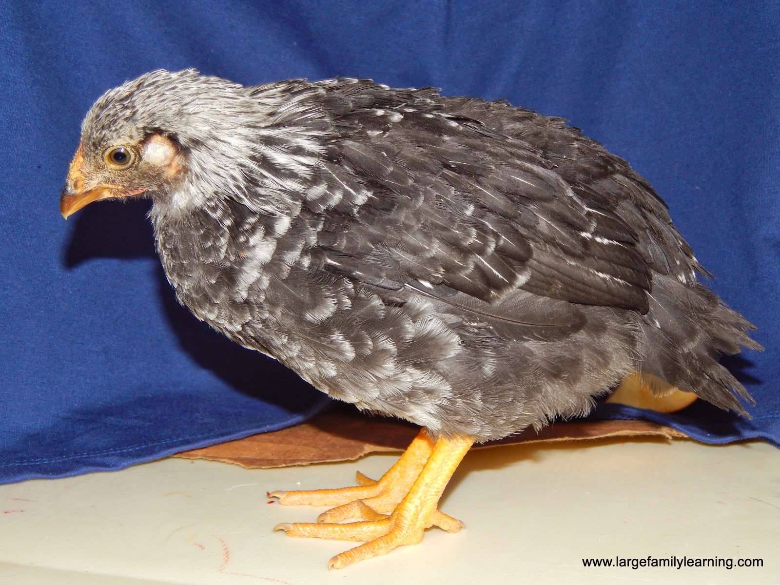 Large Family Learning : Raising Baby Chicks: 5 Weeks Old