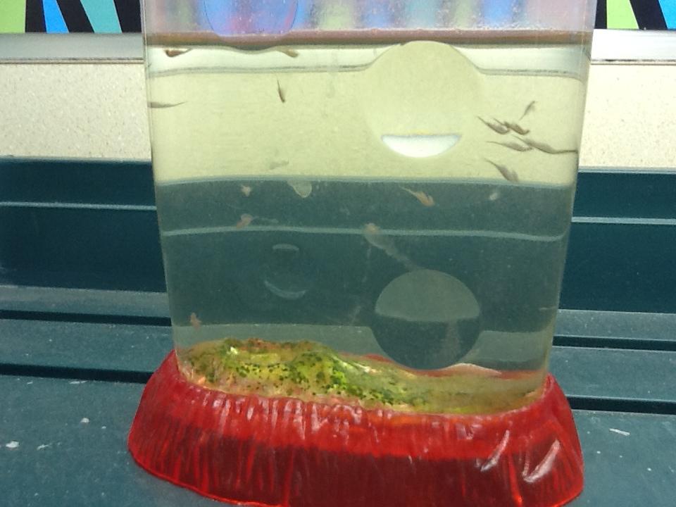 How Big Do Sea Monkeys Get