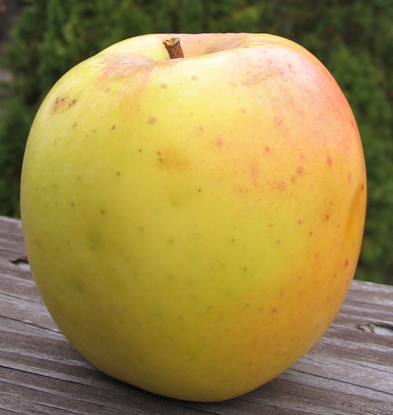 Rusty Sweet - Adam's Apples