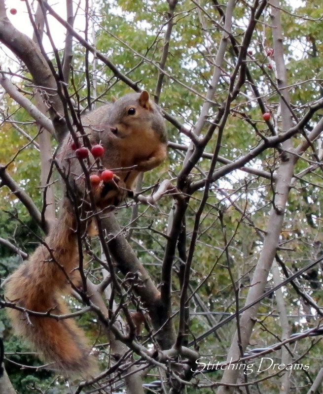 Stitching Dreams: Stitching a Scurry of Squirrels