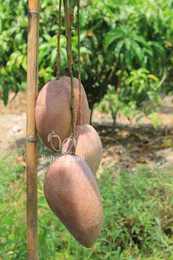 PBN: Mangga Yuwen ( Taiwan )