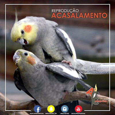 O acasalamento - A Calopsita