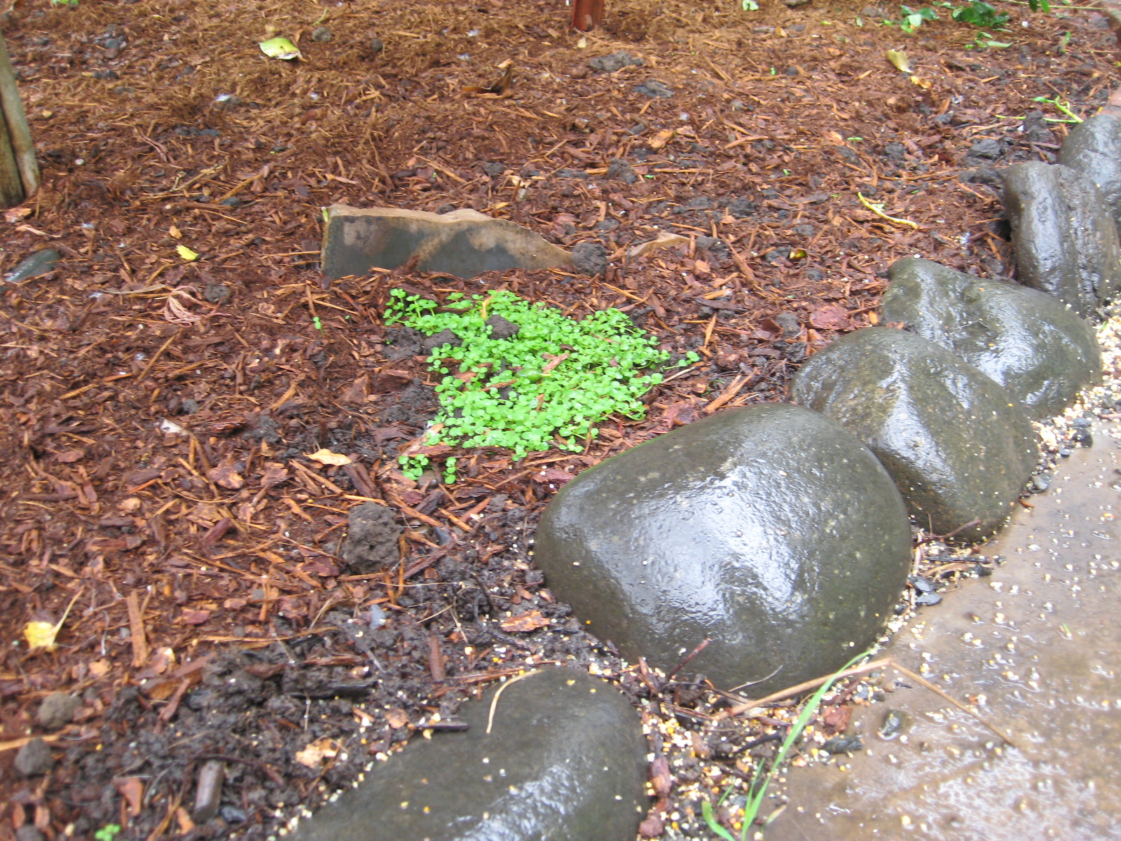 In The Garden with Claire: Corsican Mint-Mentha requienii-Jewel Mint of ...