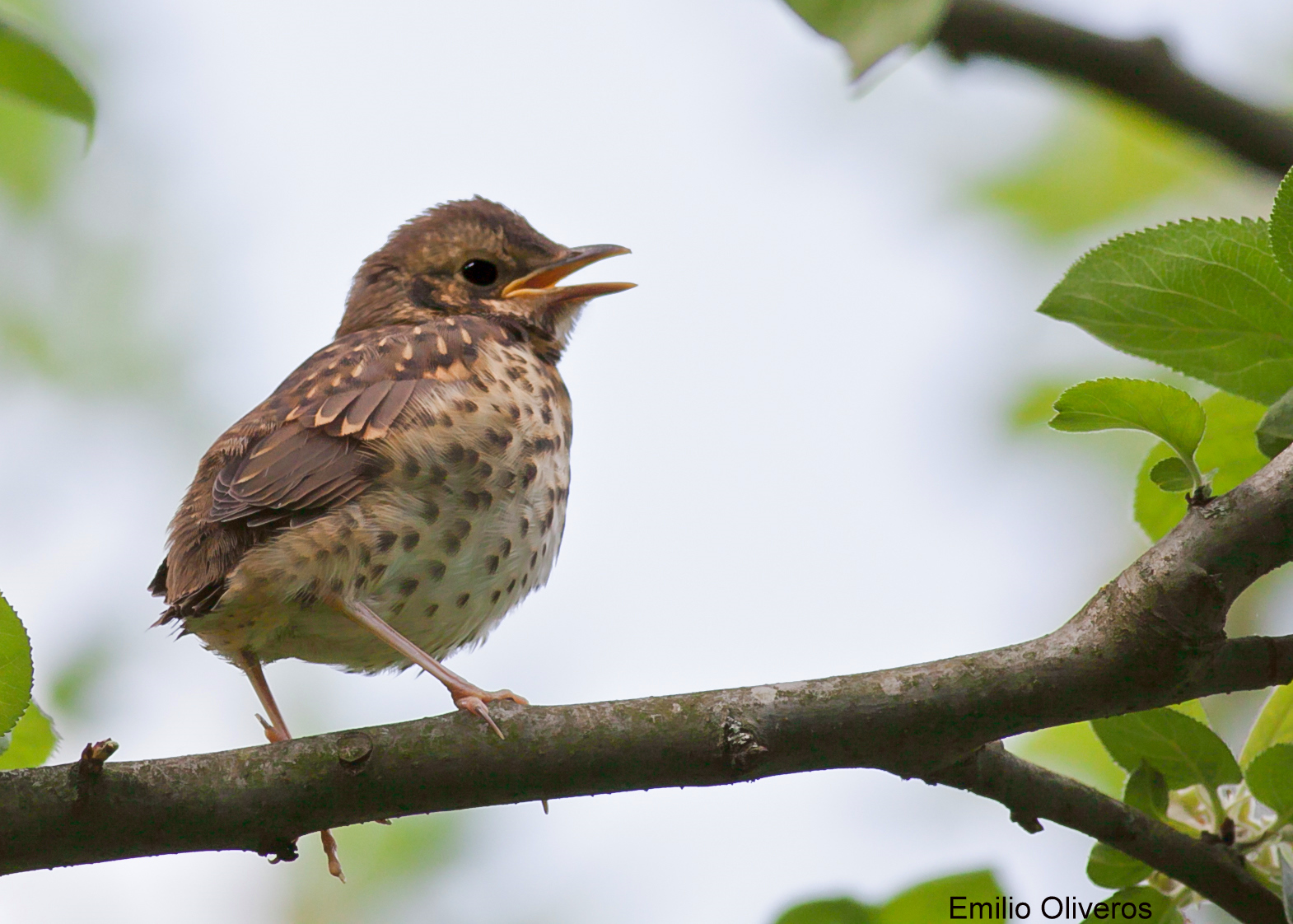HEGAZTIKLIK: ZORZAL COMÚN (Turdus philomelos)