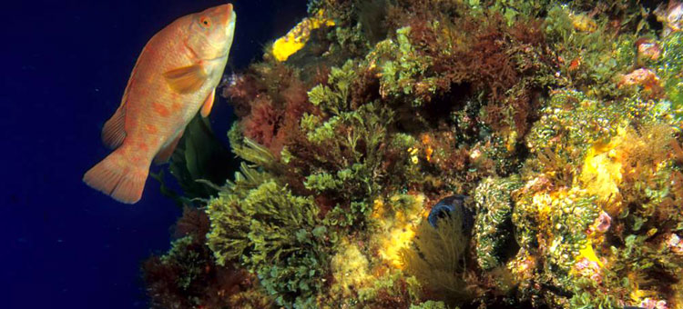 Oceanus Atlanticus: Banco Gorringe já é reserva Marinha
