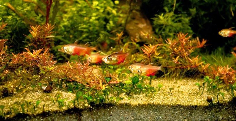Budidaya Ikan Hias Tetra Merah (Flame Tetra, Red Tetra, Fire Tetra ...