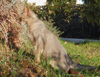 Bleue comme Aby: Bulletin santé d'Hisia