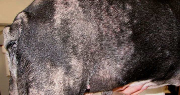 Pictures of skin cancer: Pictures of skin cancer in dogs