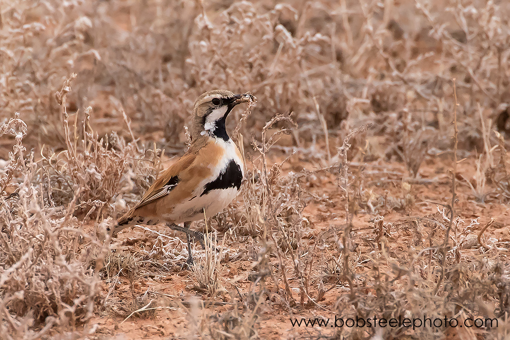 Binoculars in the Backcountry: Birding the Outback Desert