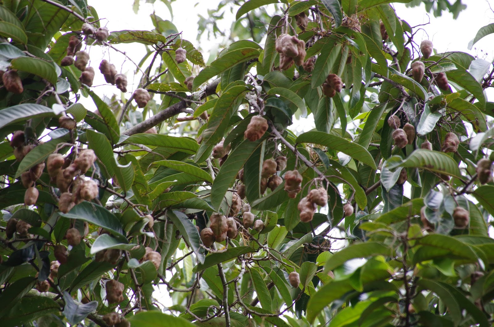 Trees and Plants: Resak Irian (Vatica Rassak)
