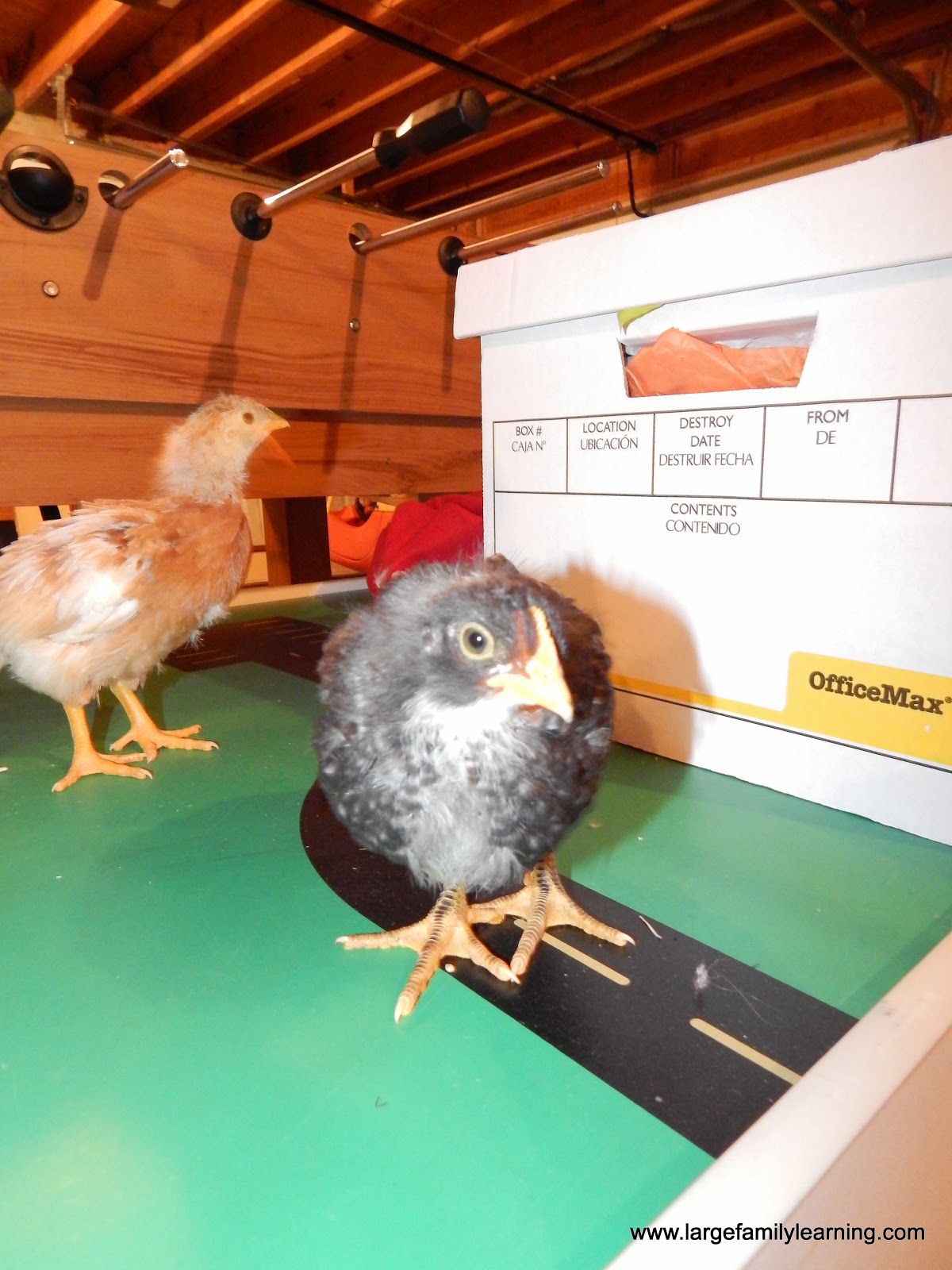 Large Family Learning : Raising Baby Chicks: 3 Weeks Old