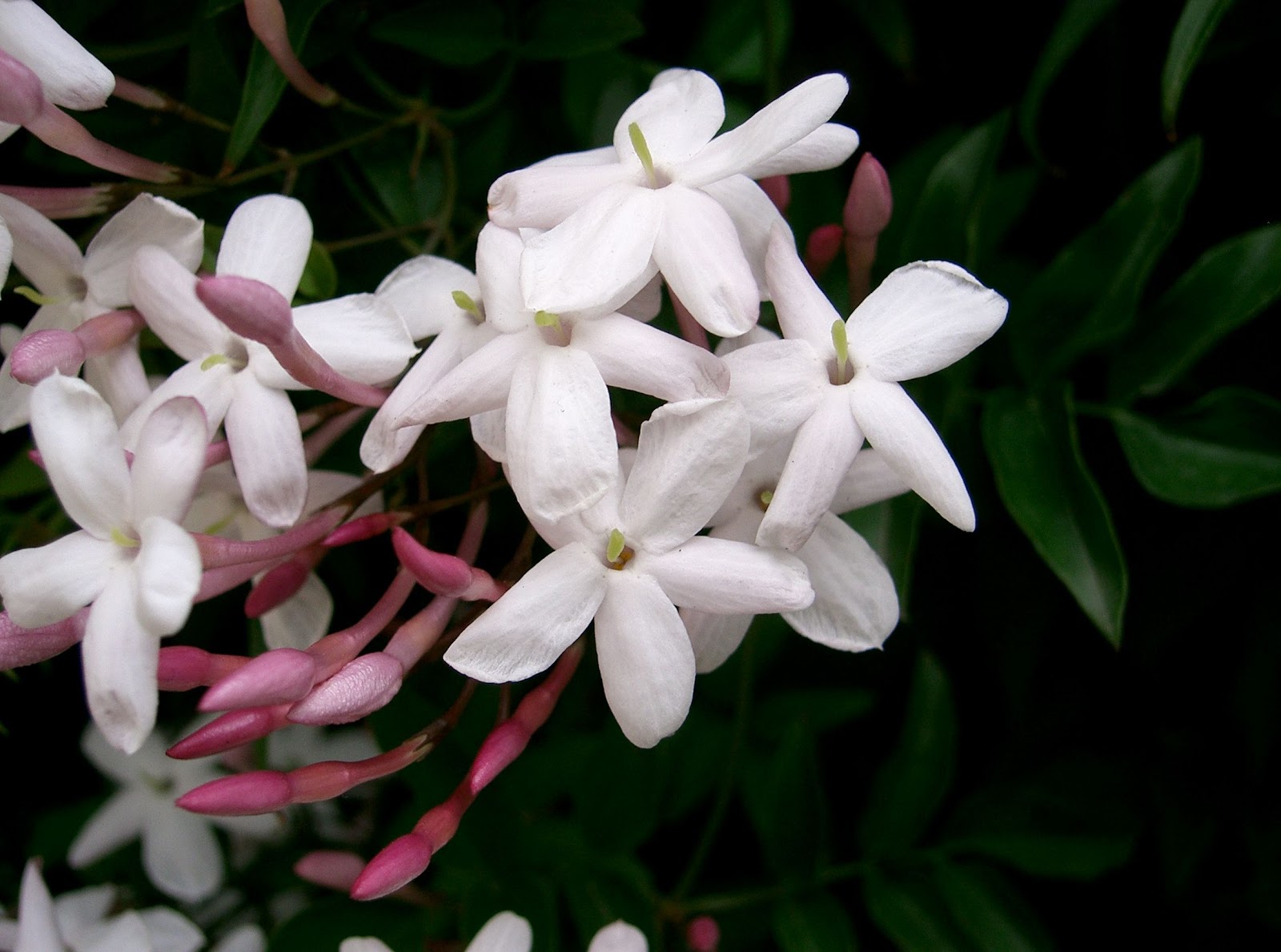 Jasminum - Flowers