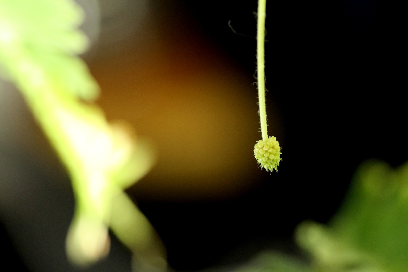 Aligorith's Lair: Sensitive Plant Macros - Pre-Bloom Flower Head
