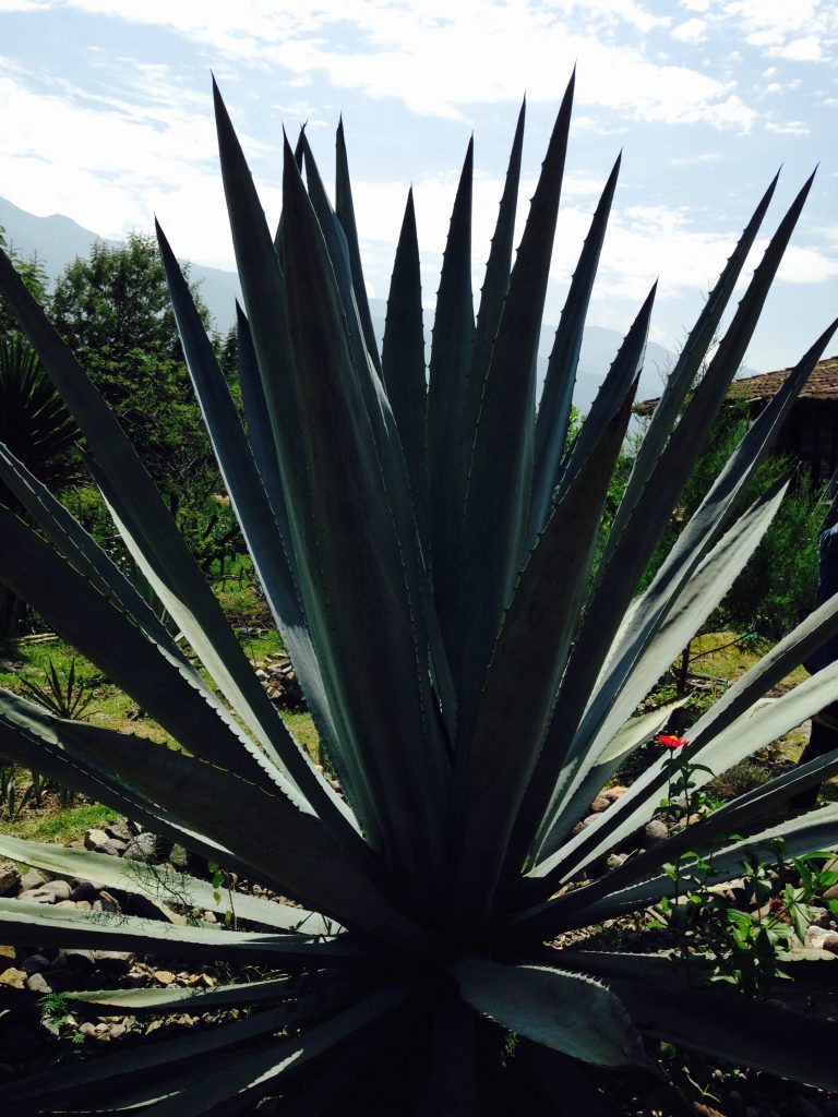 Conoce las 9 Especies de Agaves Mezcaleros de Oaxaca - Vive Oaxaca