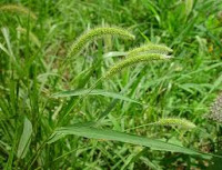 Dasar dasar ternak: Pengertian tentang rumput setaria
