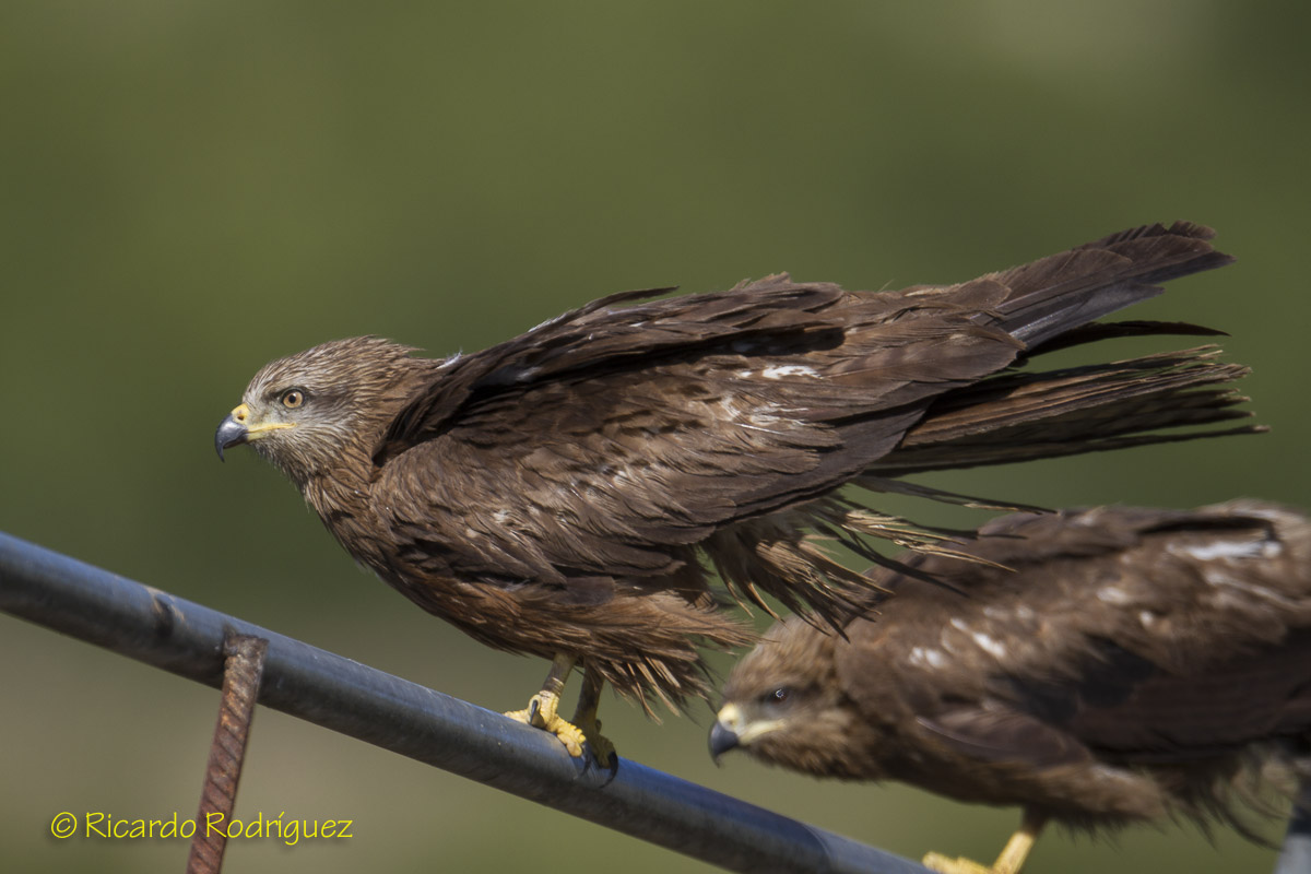 Aves Ricardo Rodriguez: Milano negro (Milvus migrans)