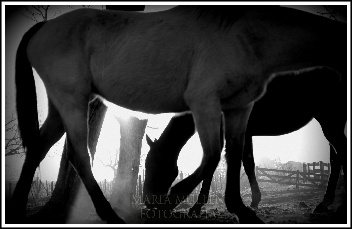 María Isabel Mullen