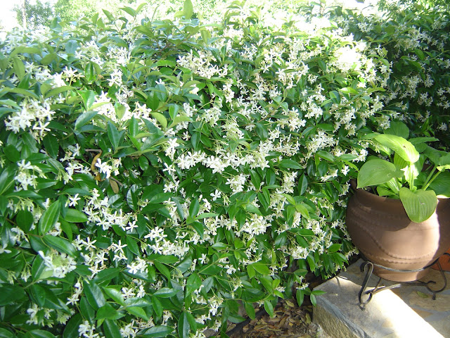 Miranta's little garden: Ρυγχόσπερμο
