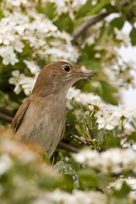 PETER'S PORTFOLIO..............Bird & Wildlife Photography: Nightingale