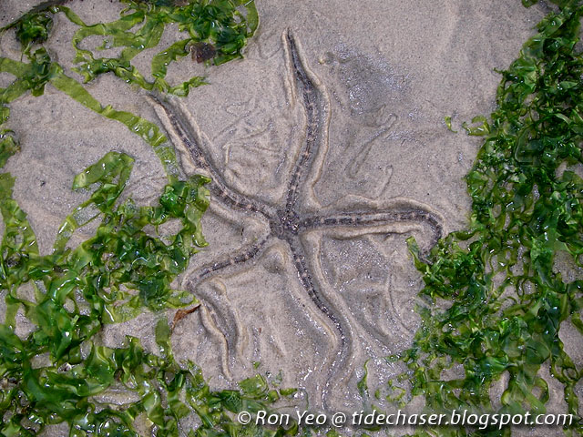 tHE tiDE cHAsER: Brittle Stars (Phylum Echinodermata: Class Ophiuroidea ...