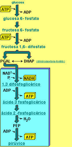 LICENCIATURA EN ENFERMERIA Y OBSTETRICIA: GLUCOLISIS