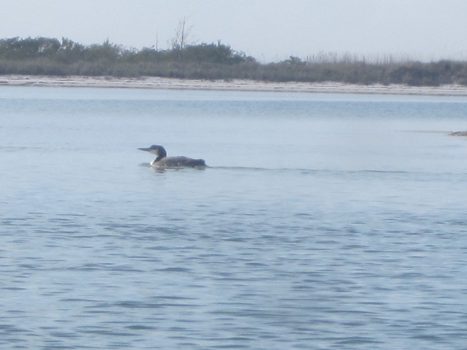 Dave's Yak Tales: Fort De Soto, Shell Key